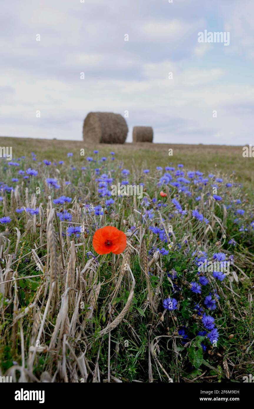 Corn husks with poppy and cornflowers on the edge of a harvested field ...