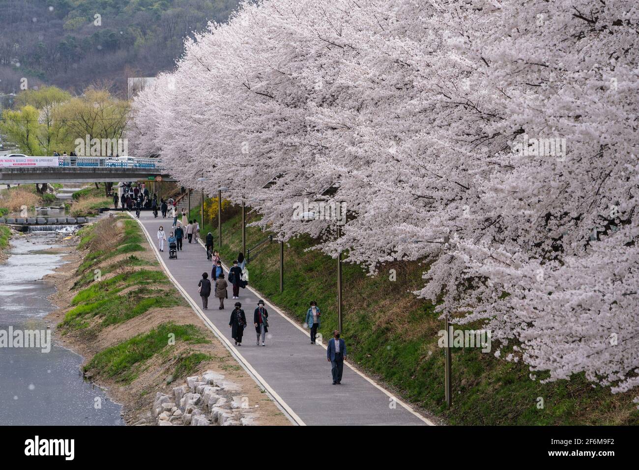 Seoul, South Korea. 01st Apr, 2021. People walk around the blooming ...
