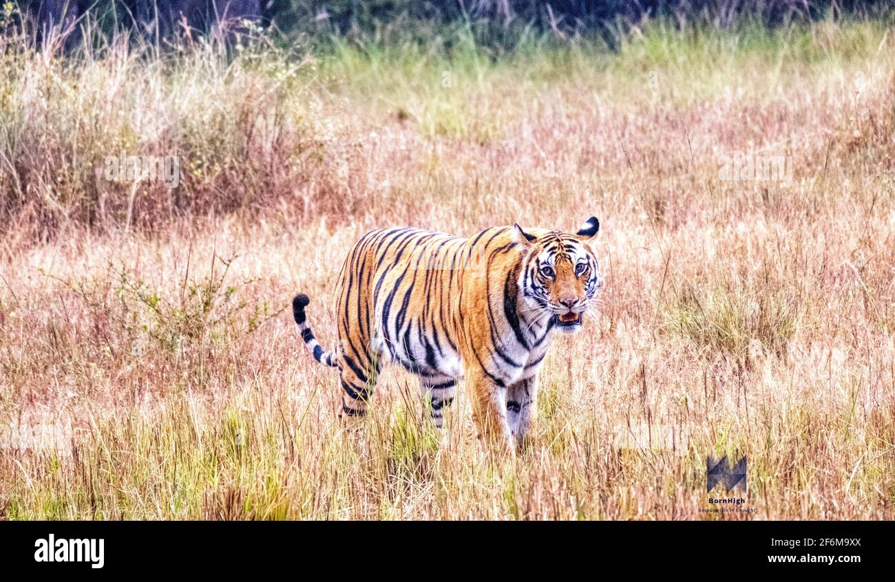 Scared Tiger High Resolution Stock Photography and Images - Alamy