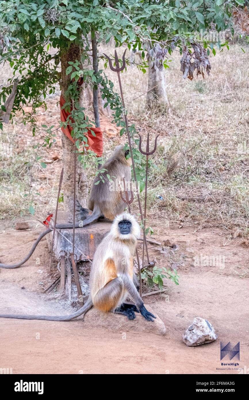Monkey praying hi-res stock photography and images - Alamy