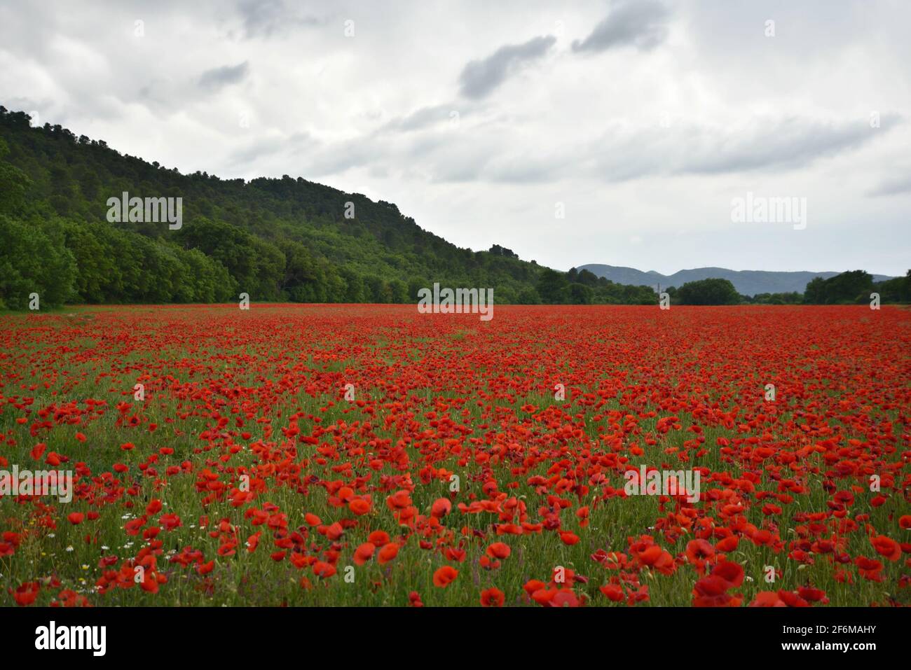 Scenic landscape with red poppy fields in the countryside of Cadenet ...