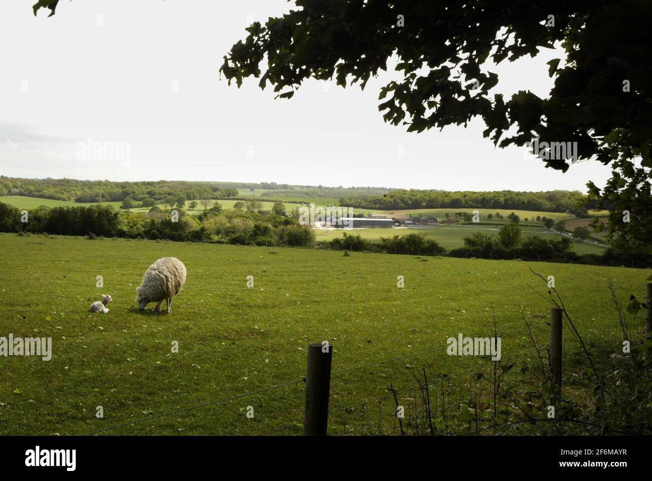 Jody Scheckter on his farm Laverstoke Park farm in Hampshire pic David ...