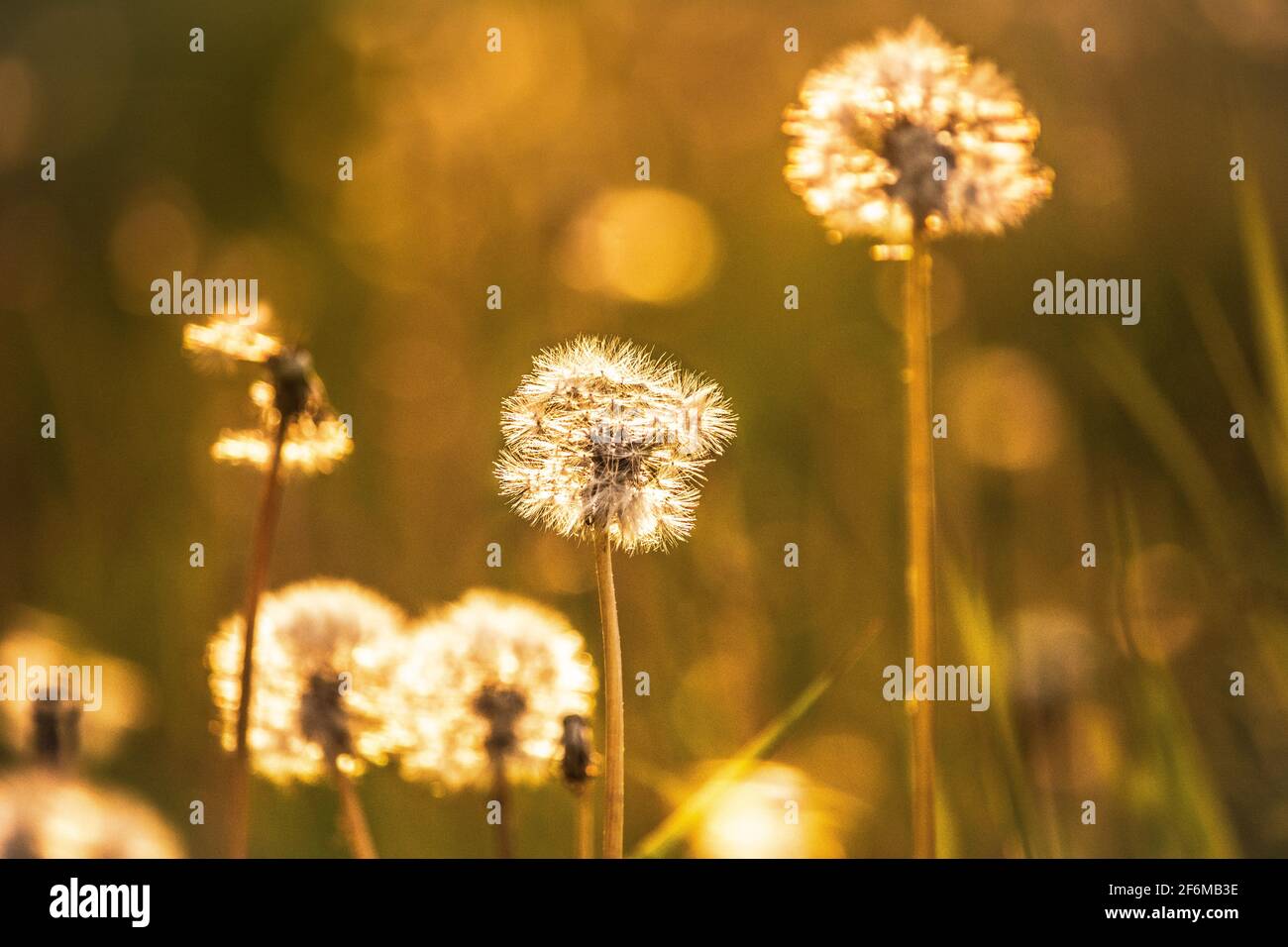 Light up dandelions hi-res stock photography and images - Alamy