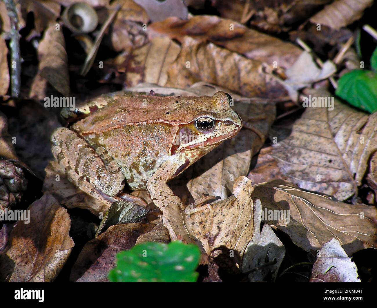 Frog sits in grass close hi-res stock photography and images - Alamy