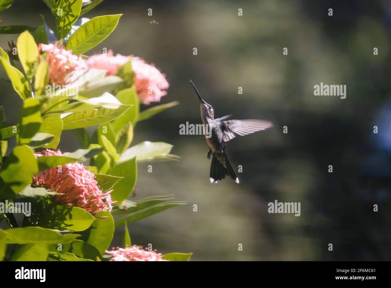 Catch flying insects hi-res stock photography and images - Alamy