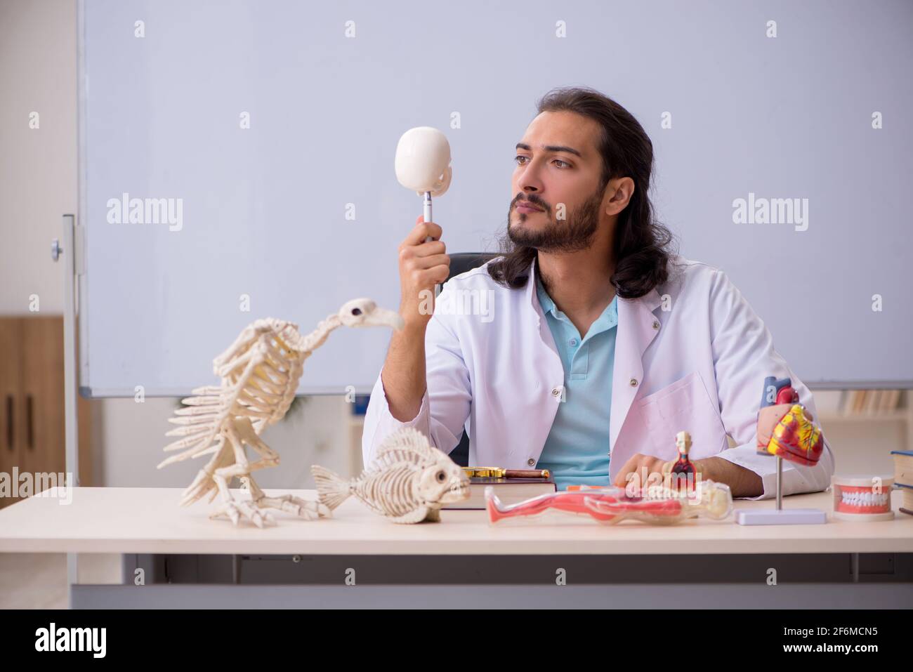 Young zoologist examining skeleton in the lab Stock Photo - Alamy