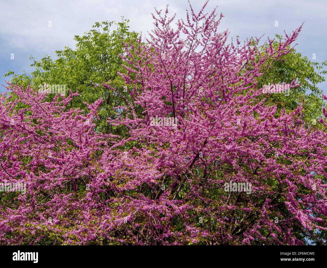beautiful spring pink flowers Stock Photo - Alamy