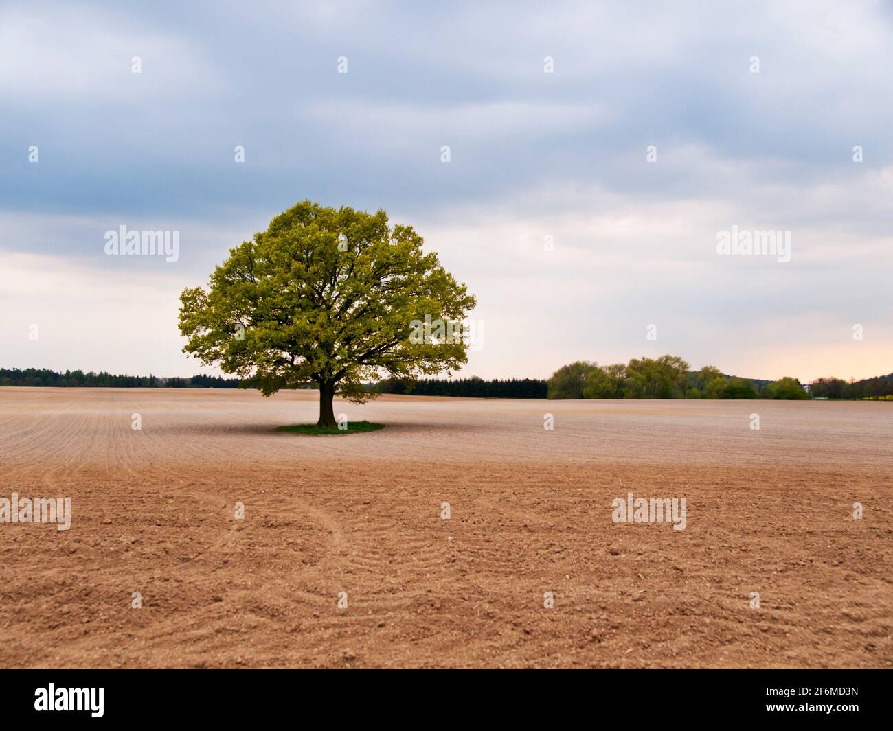 Big oak tree hi-res stock photography and images - Alamy