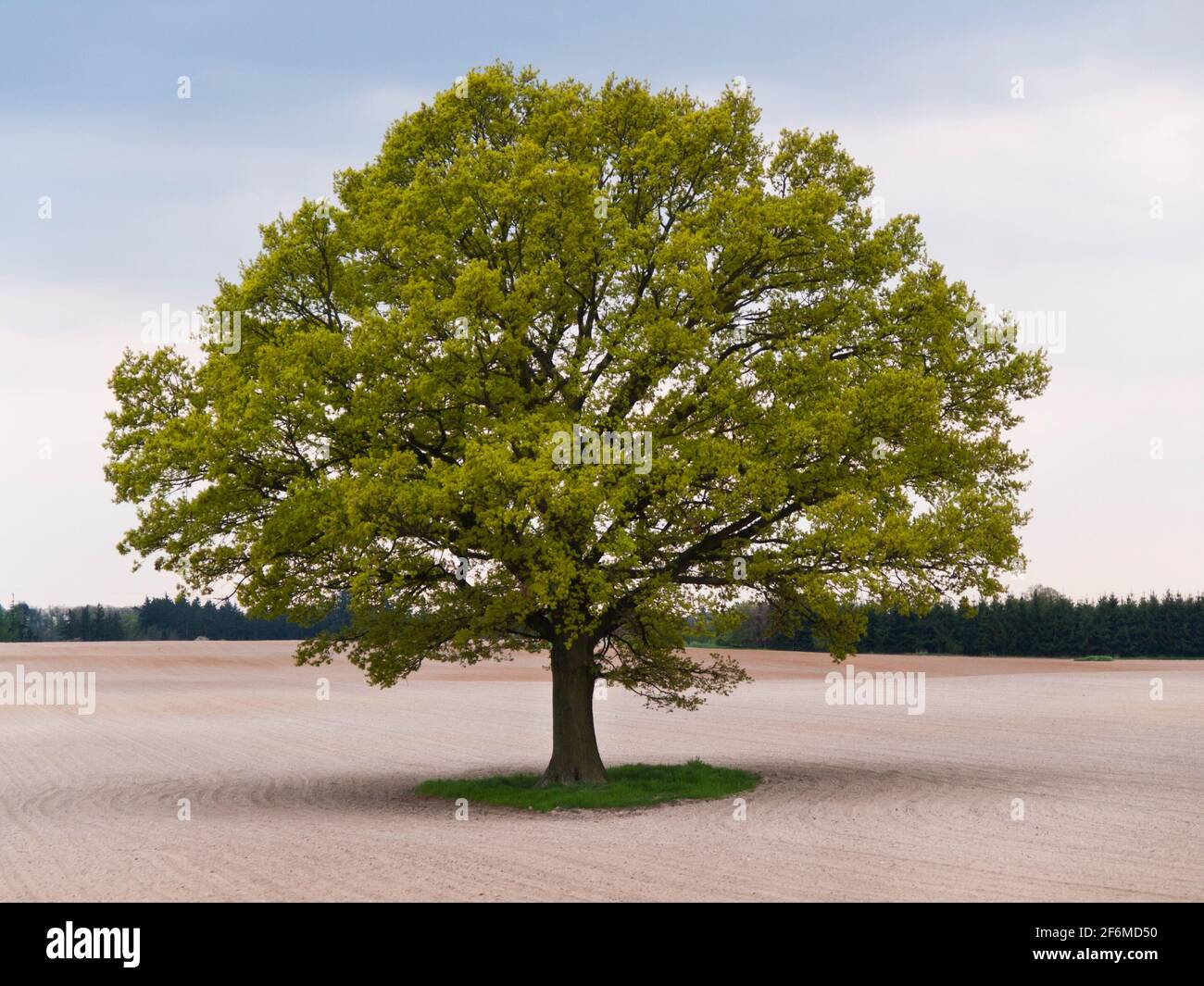 Big oak tree hi-res stock photography and images - Alamy