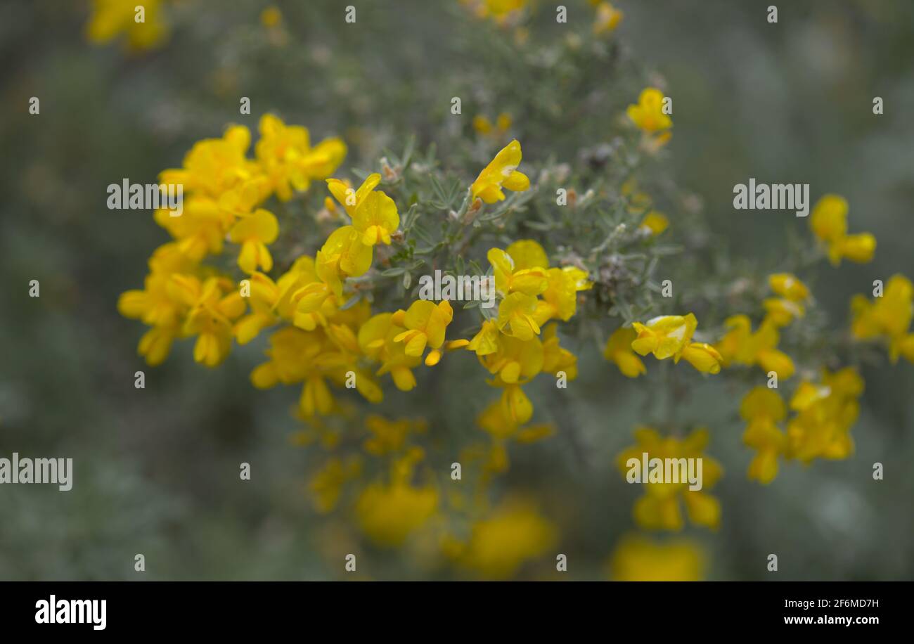 Flora of Gran Canaria - bright yellow flowers of Teline microphylla ...