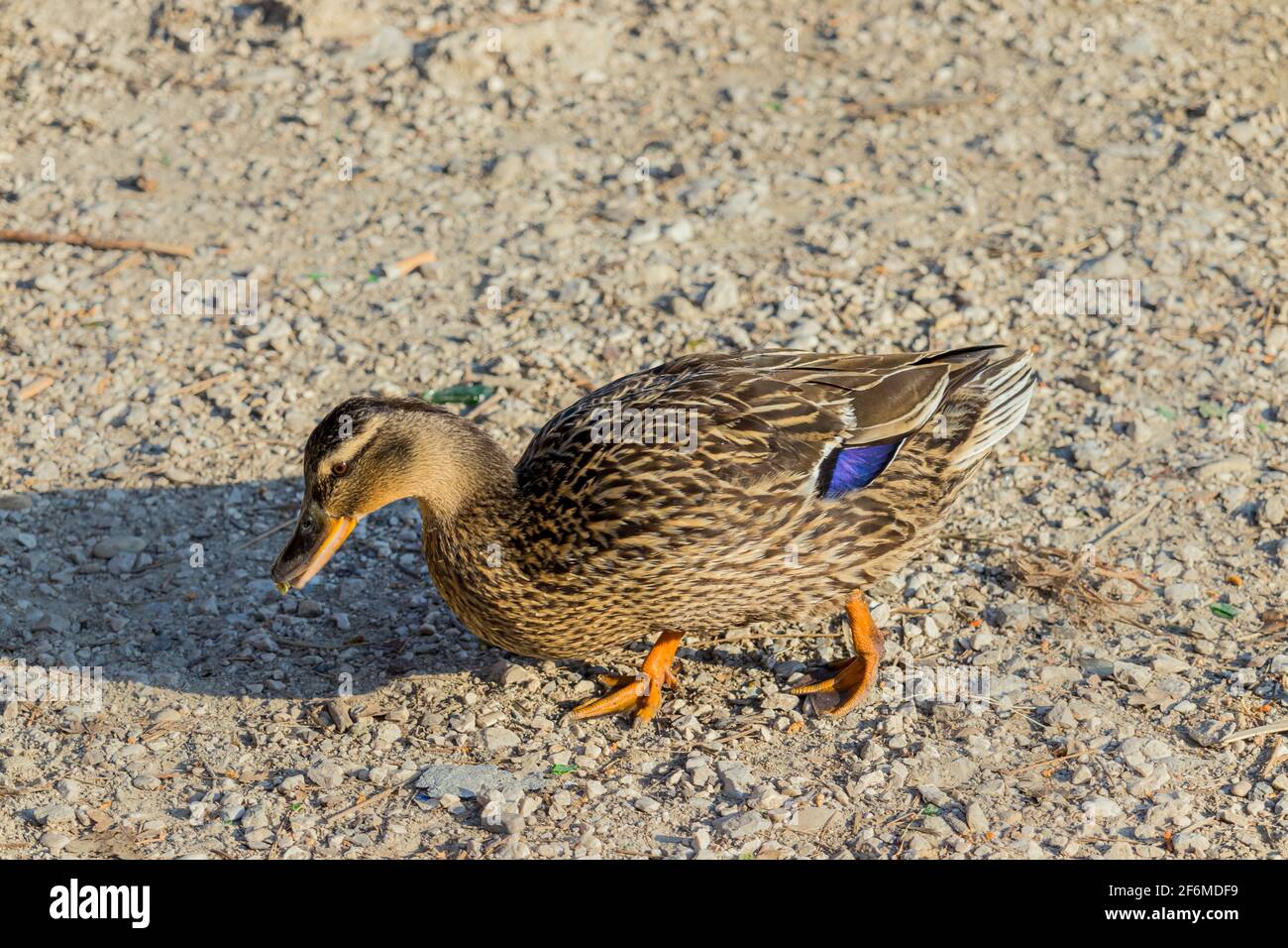 Grey duck baby hi-res stock photography and images - Alamy