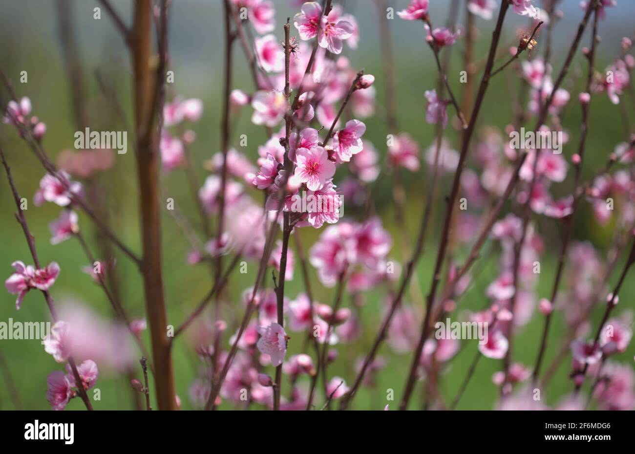 Flowering peach tree branches natural macro floral background Stock ...