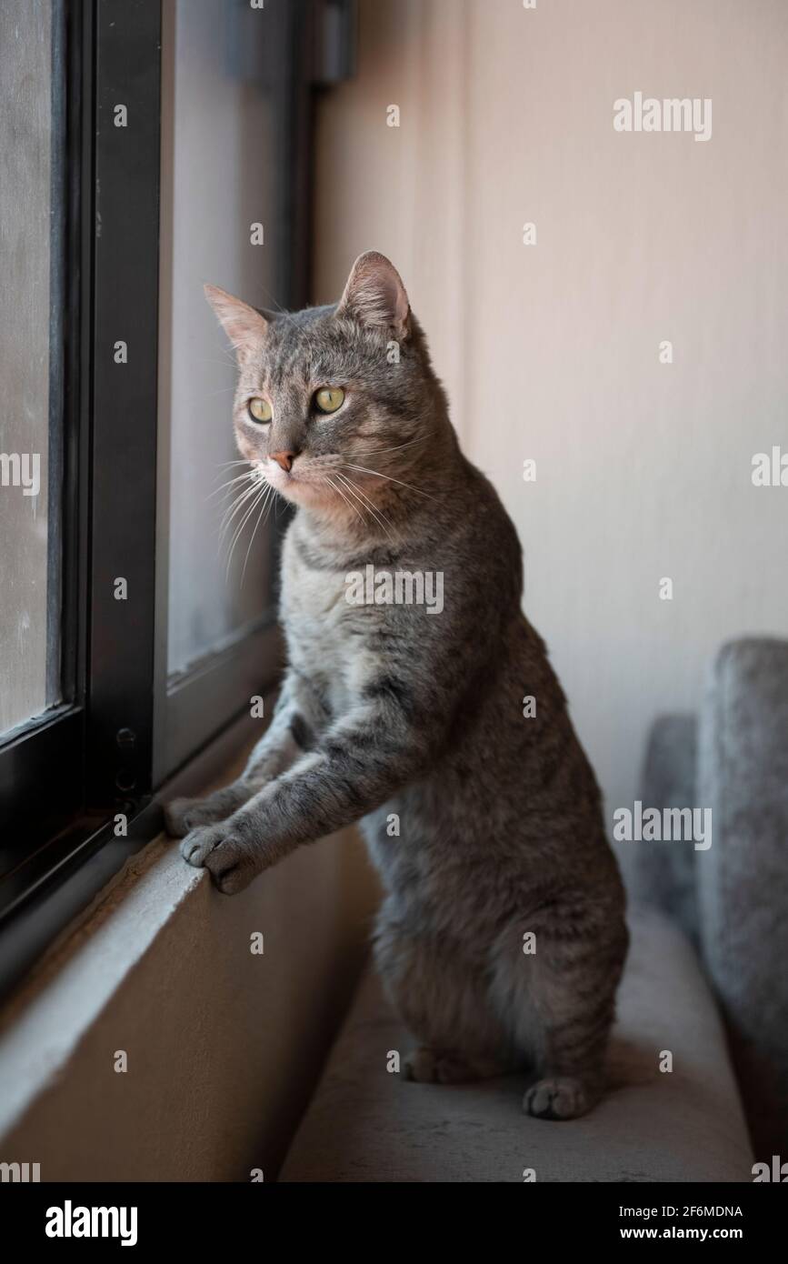 Cat looking away thru the window indoors Stock Photo - Alamy