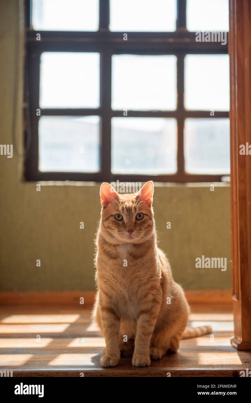 Very fat cat pets hi-res stock photography and images - Alamy