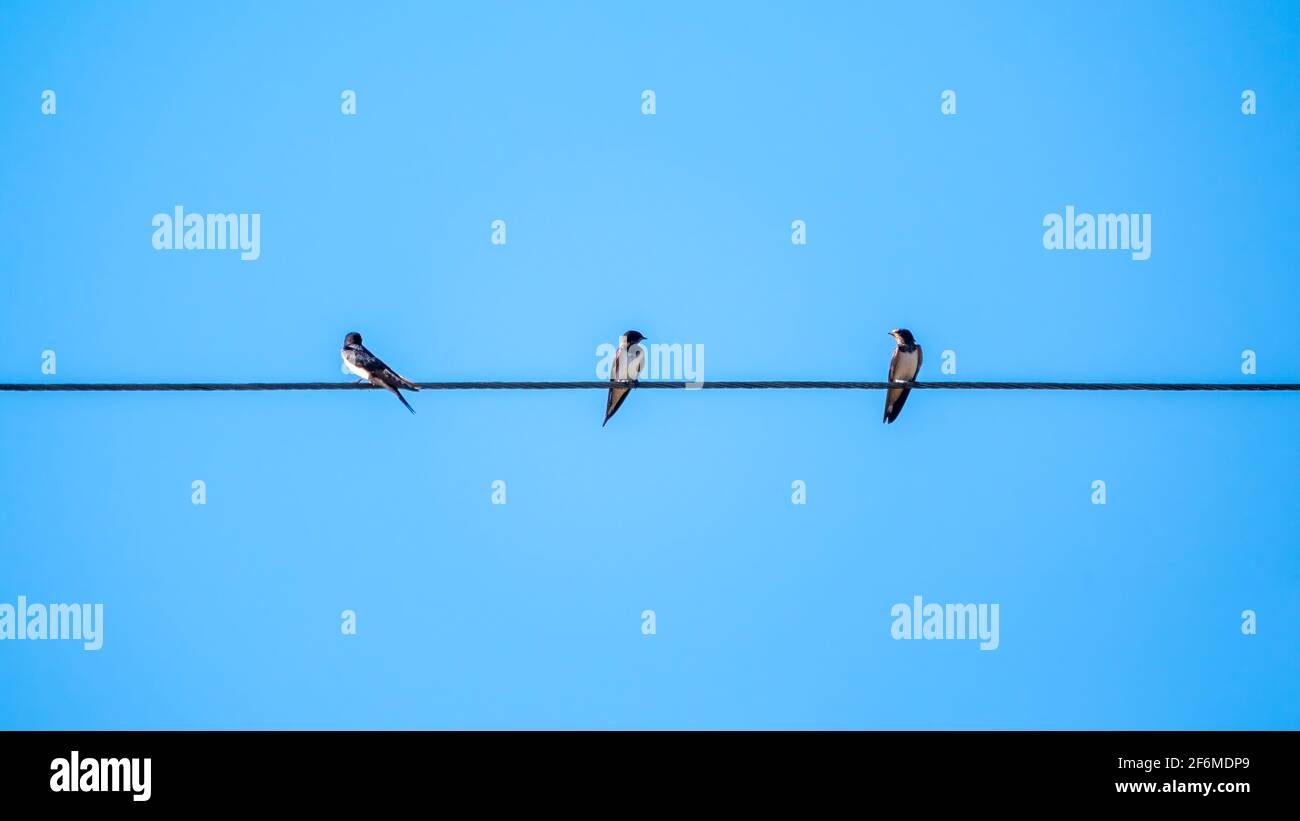 Lot birds sitting on wires hi-res stock photography and images - Alamy