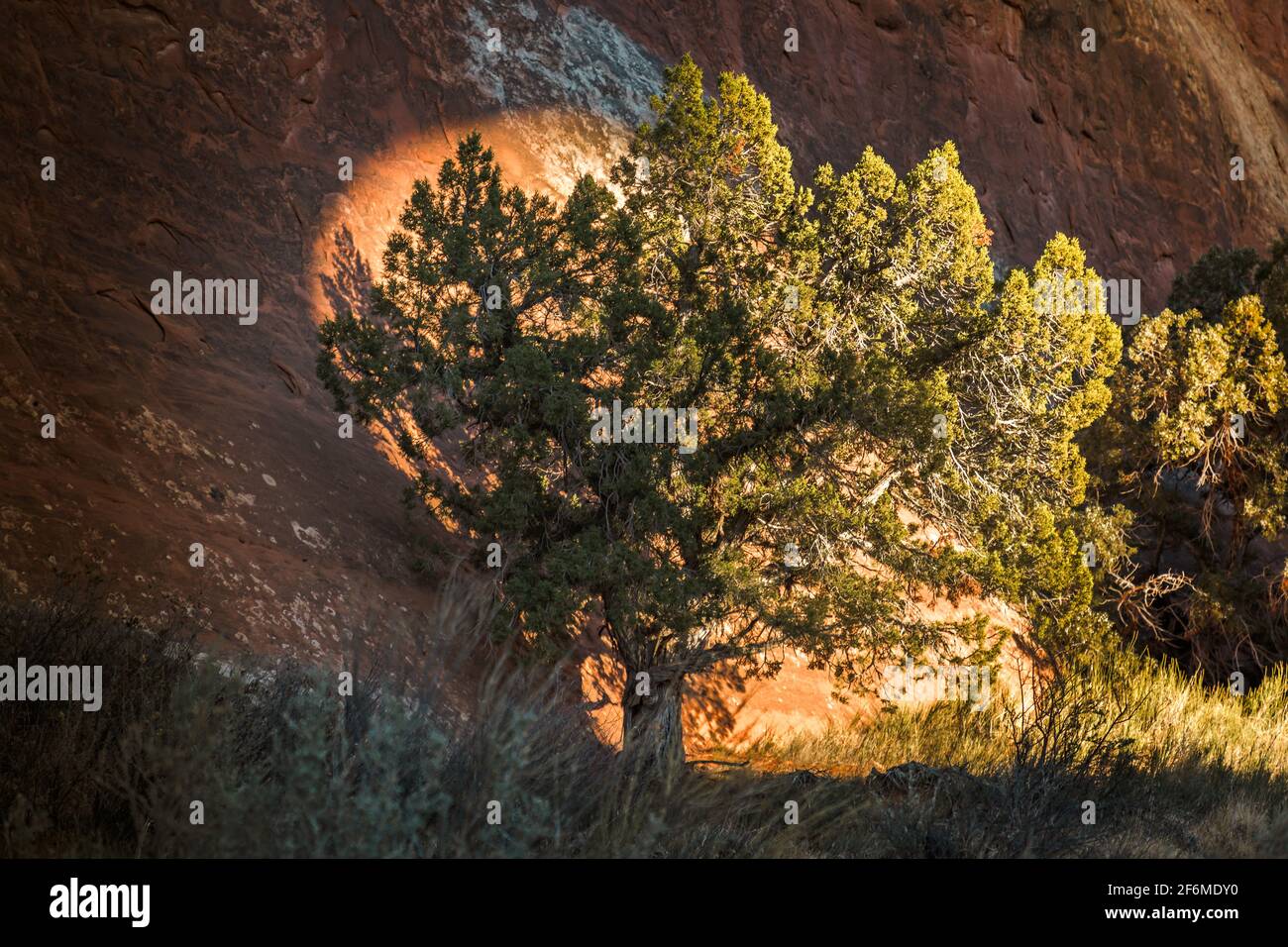 Light and shadow. Single tree illuminated by the sun shining through an ...