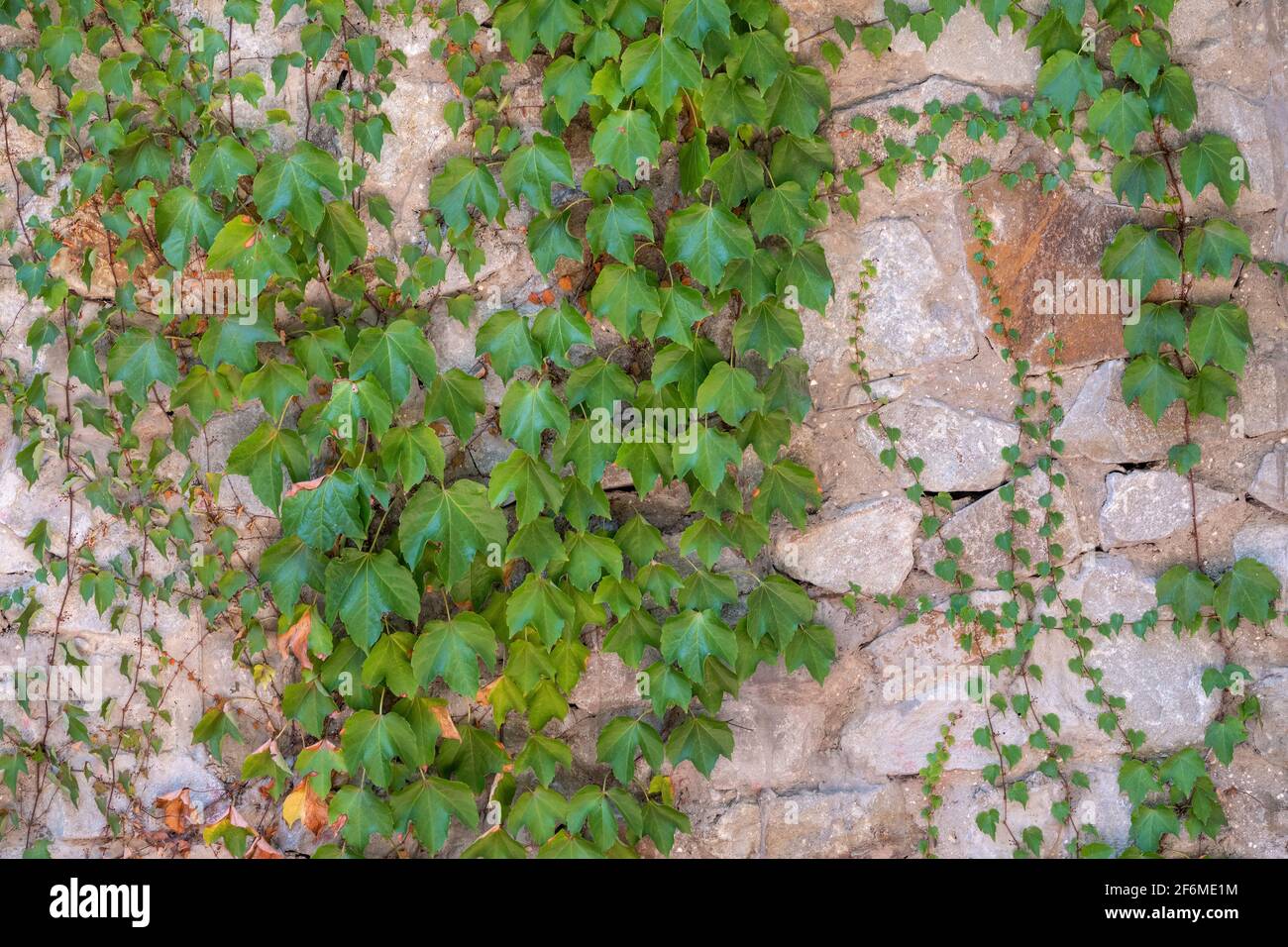 Green Creeper Plant growing on a rock wall. Old stone wall with ...