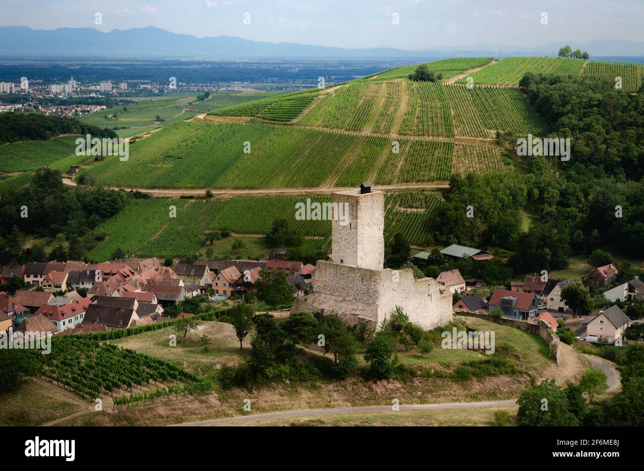 Summer view between the vines of the ruins of Chateau de Wineck ...
