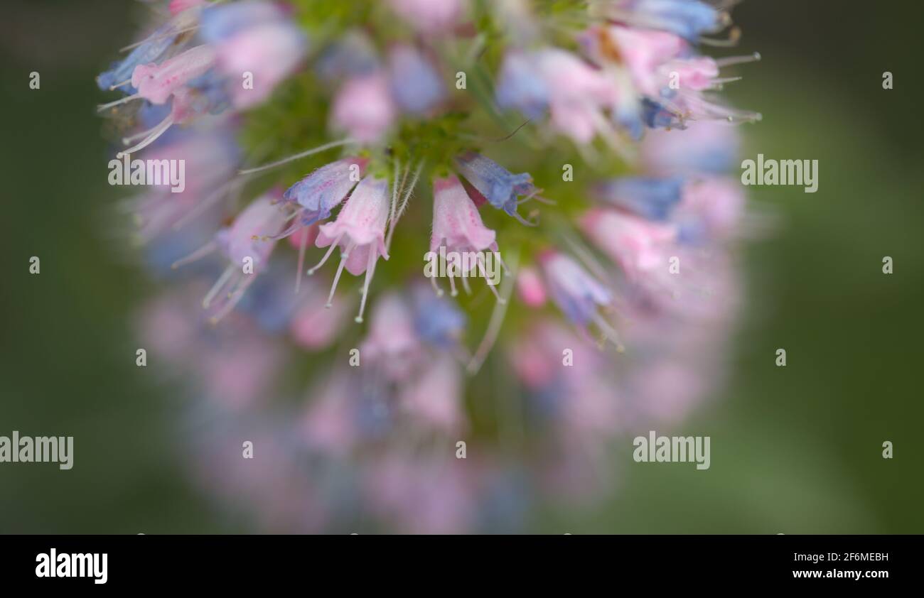 Flora of Gran Canaria - Echium callithyrsum, blue bugloss of Gran ...