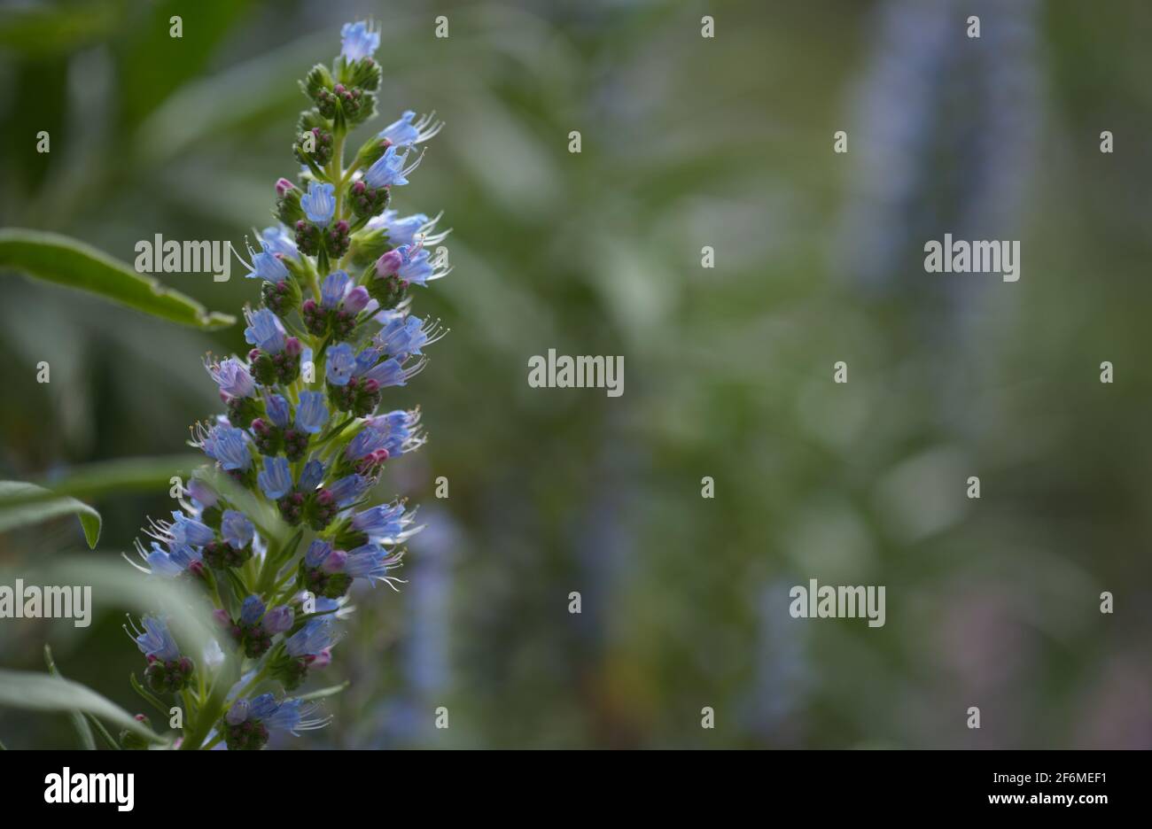 Flora of Gran Canaria - Echium callithyrsum, blue bugloss of Gran ...