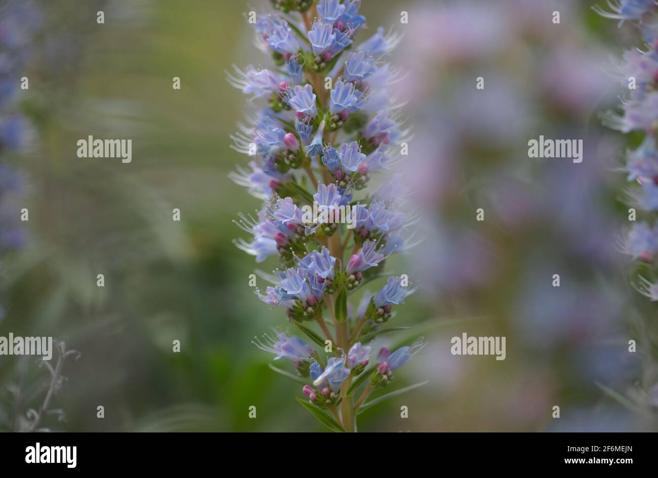 Flora of Gran Canaria - Echium callithyrsum, blue bugloss of Gran ...