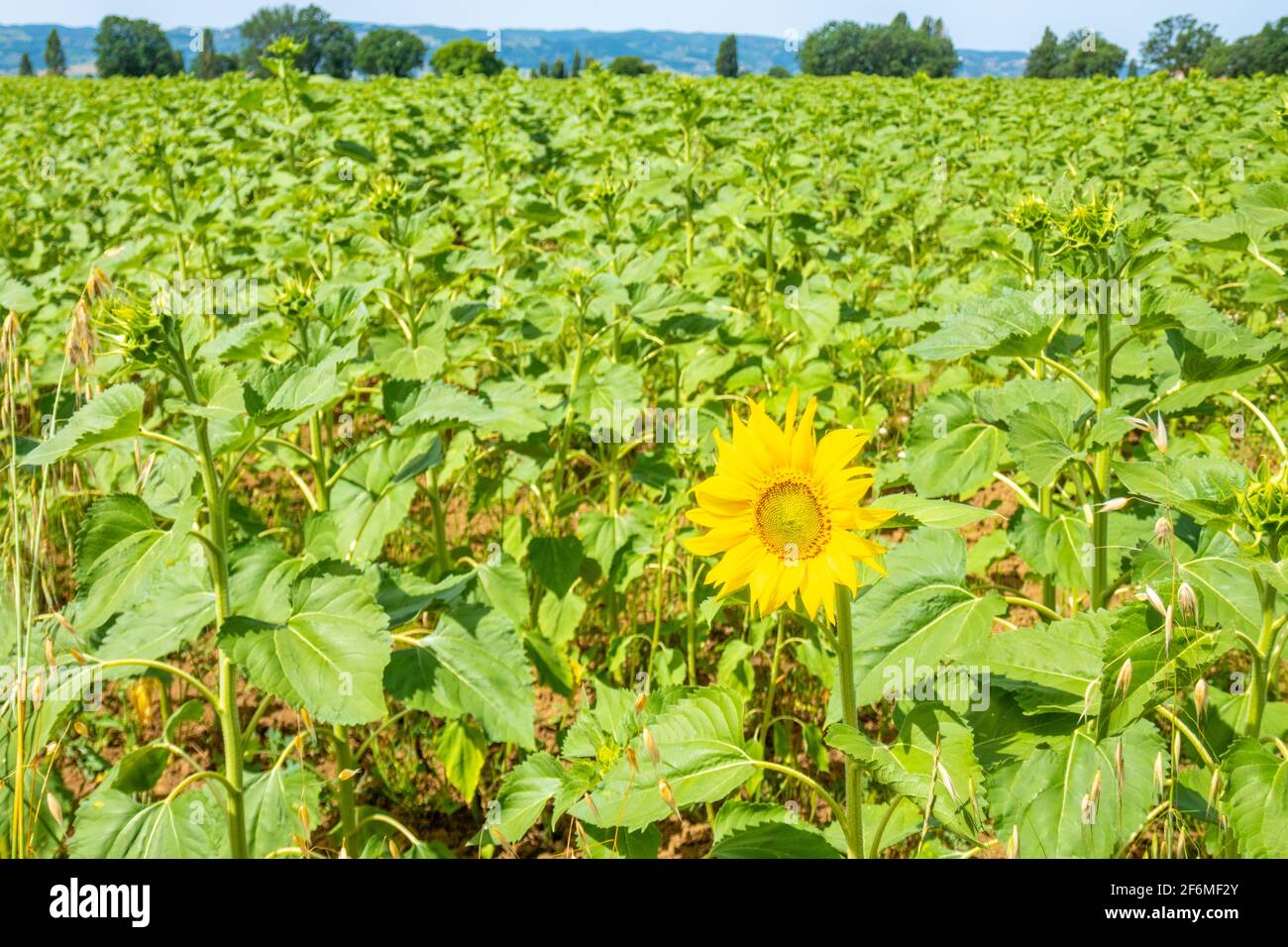 A lone sunflower stands out in a field of sunflowers in the countryside ...