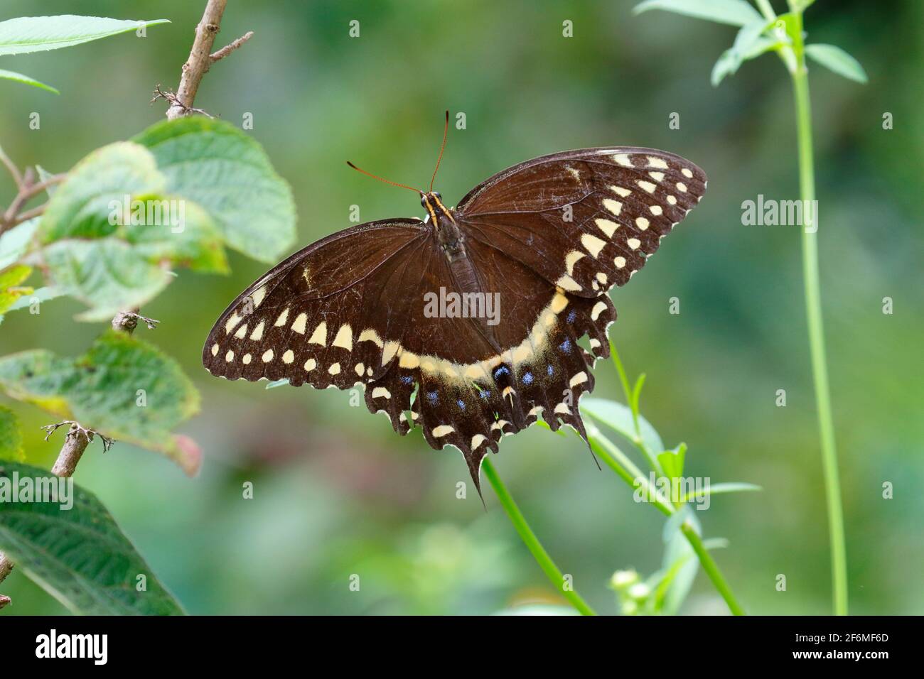 Palamedes swallowtail hi-res stock photography and images - Alamy