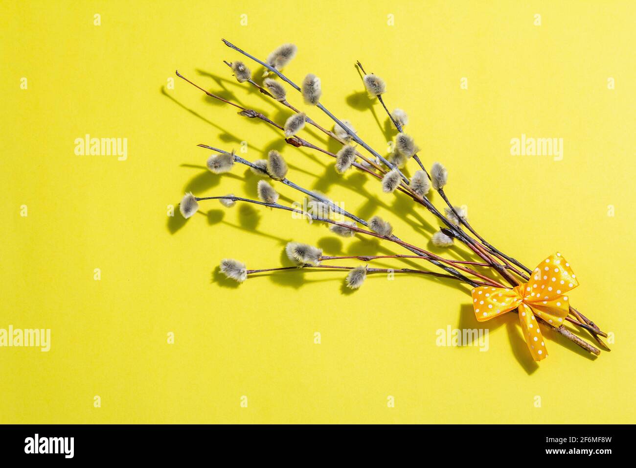 Sprig of willow isolated on bright yellow background. Willow seals ...