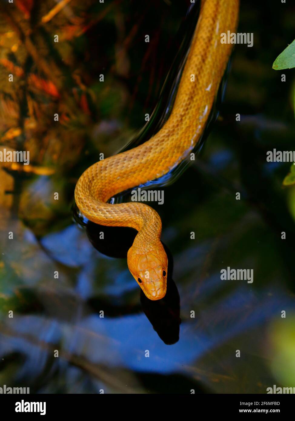 A yellow eastern rat snake, Pantherophis alleghaniensis, forages in a ...