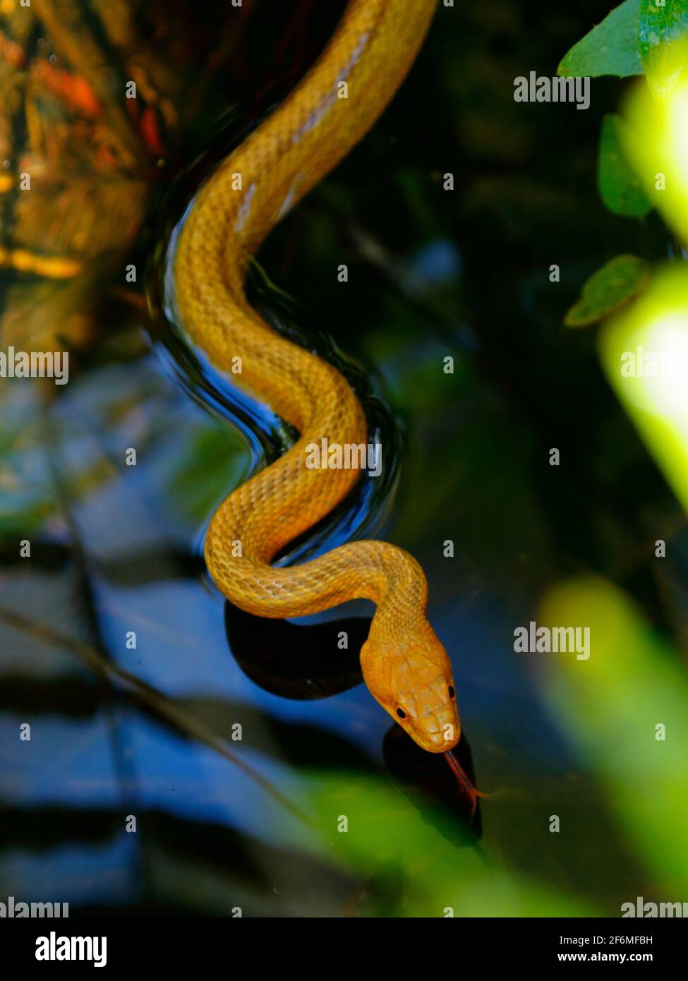 A yellow eastern rat snake, Pantherophis alleghaniensis, forages in a ...