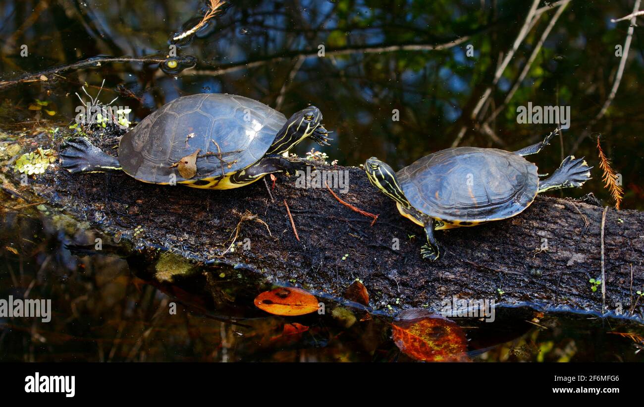 Coastal plain cooters, Pseudemys concinna floridana, basking on a log ...