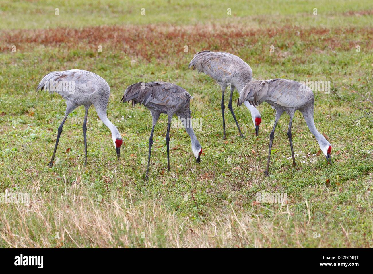 Sandhill cranes, Antigone canadensis, grazing the grass for insects ...