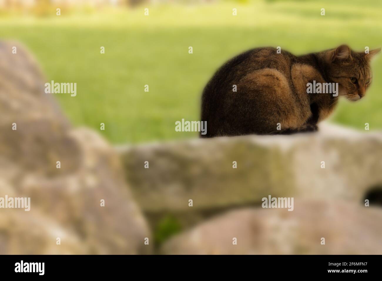cat be at rest Stock Photo - Alamy