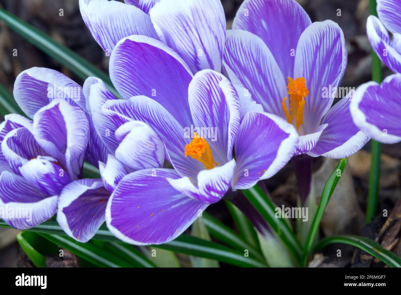 March crocuses opened Stock Photo - Alamy