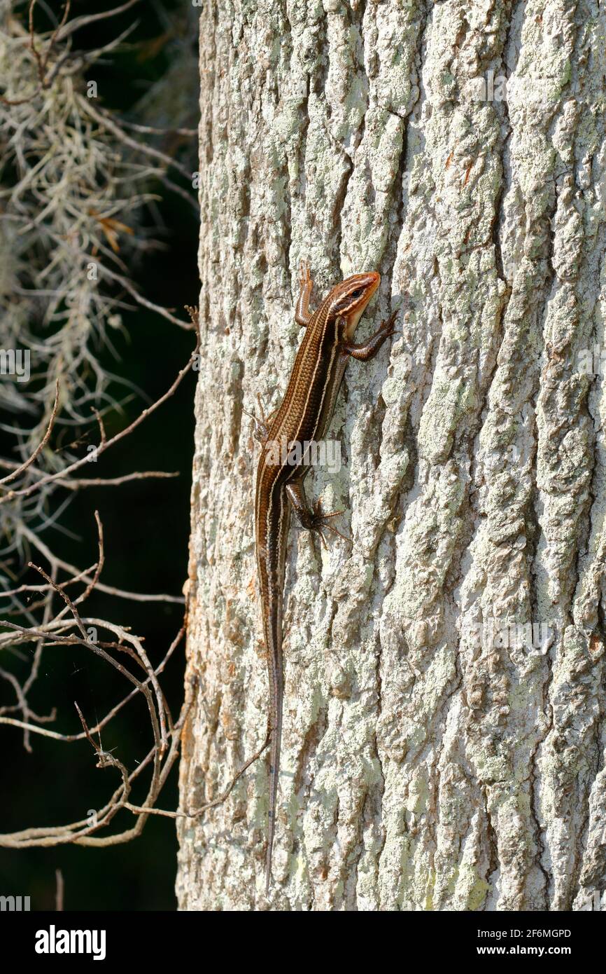 A female Broad-headed Skink, Plestiodon laticeps, is basking on a tree ...