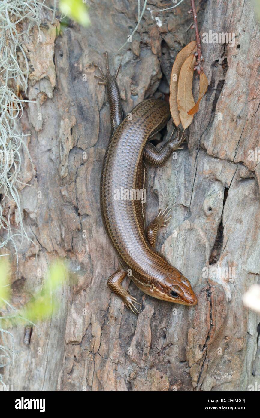 Redhead Skink Lizard