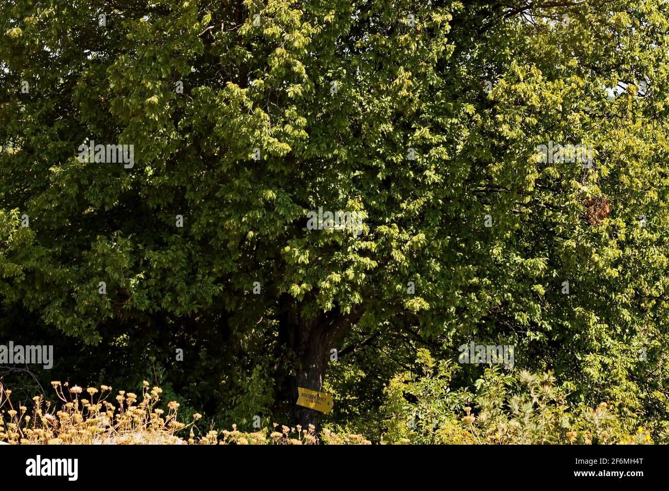 Memories of the Century old elm tree over 700 years old, irreversibly ...