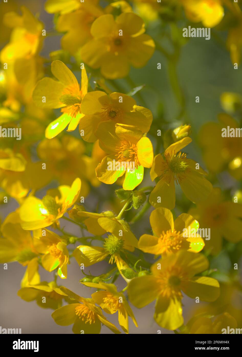 Flora of Gran Canaria - bright yellow flowers of Ranunculus ...