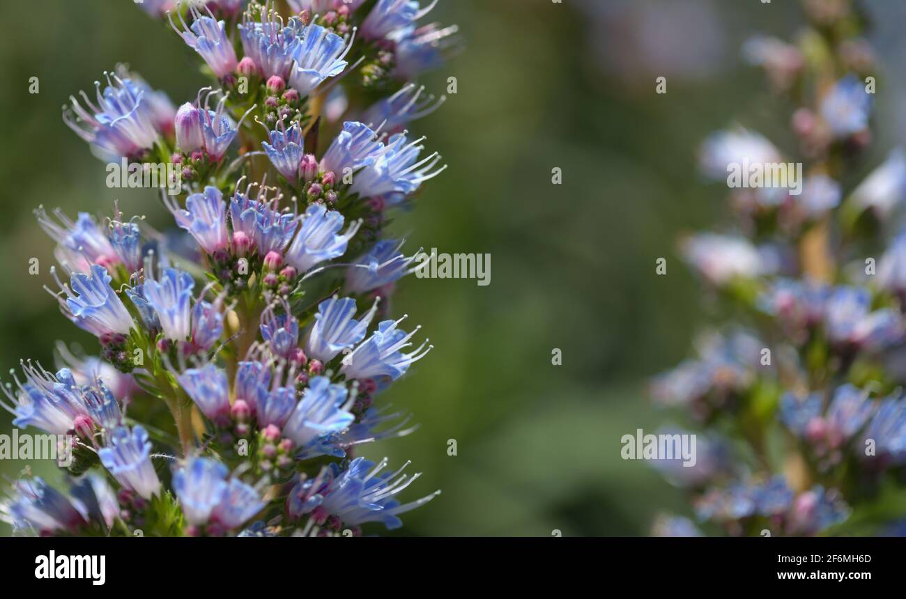 Flora of Gran Canaria - Echium callithyrsum, blue bugloss of Gran ...