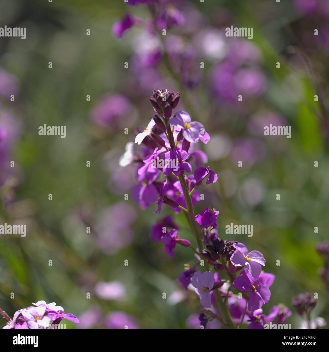Flora of Gran Canaria - lilac flowers of crucifer plant Erysimum ...