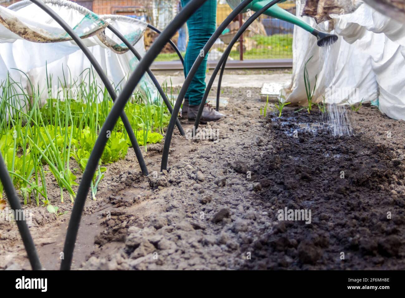 Defocus woman gardener is standing near a low tunnel greenhouse. The ...