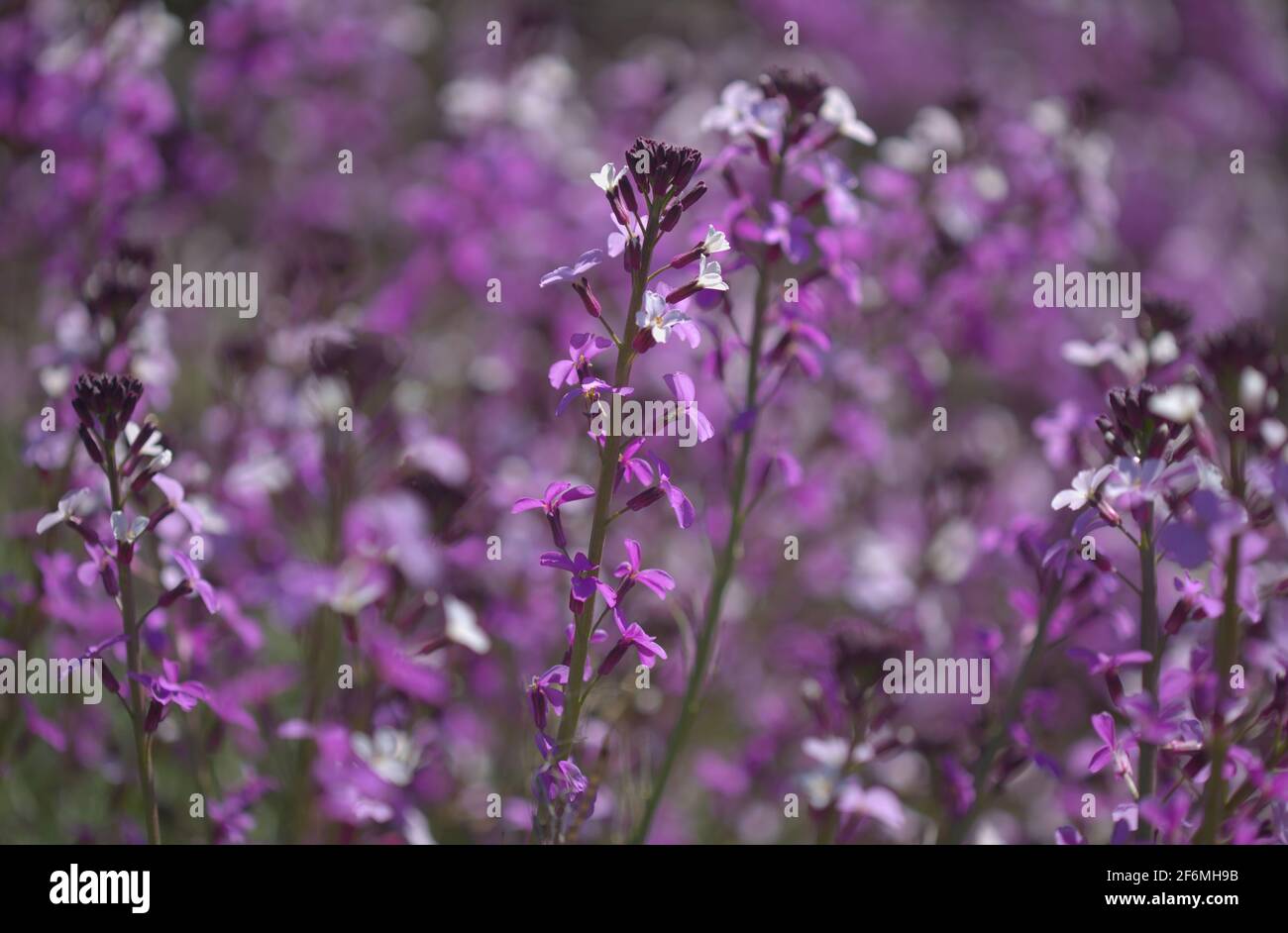 Flora of Gran Canaria - lilac flowers of crucifer plant Erysimum ...
