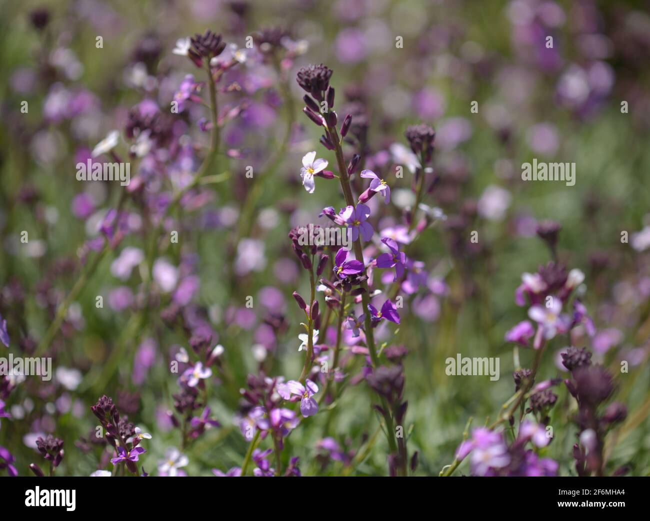 Flora of Gran Canaria - lilac flowers of crucifer plant Erysimum ...