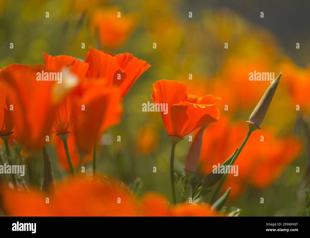 Flora of Gran Canaria - Eschscholzia californica, the California poppy ...