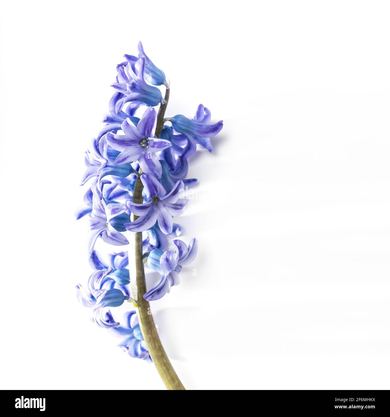 Bulbous with roots hi-res stock photography and images - Alamy