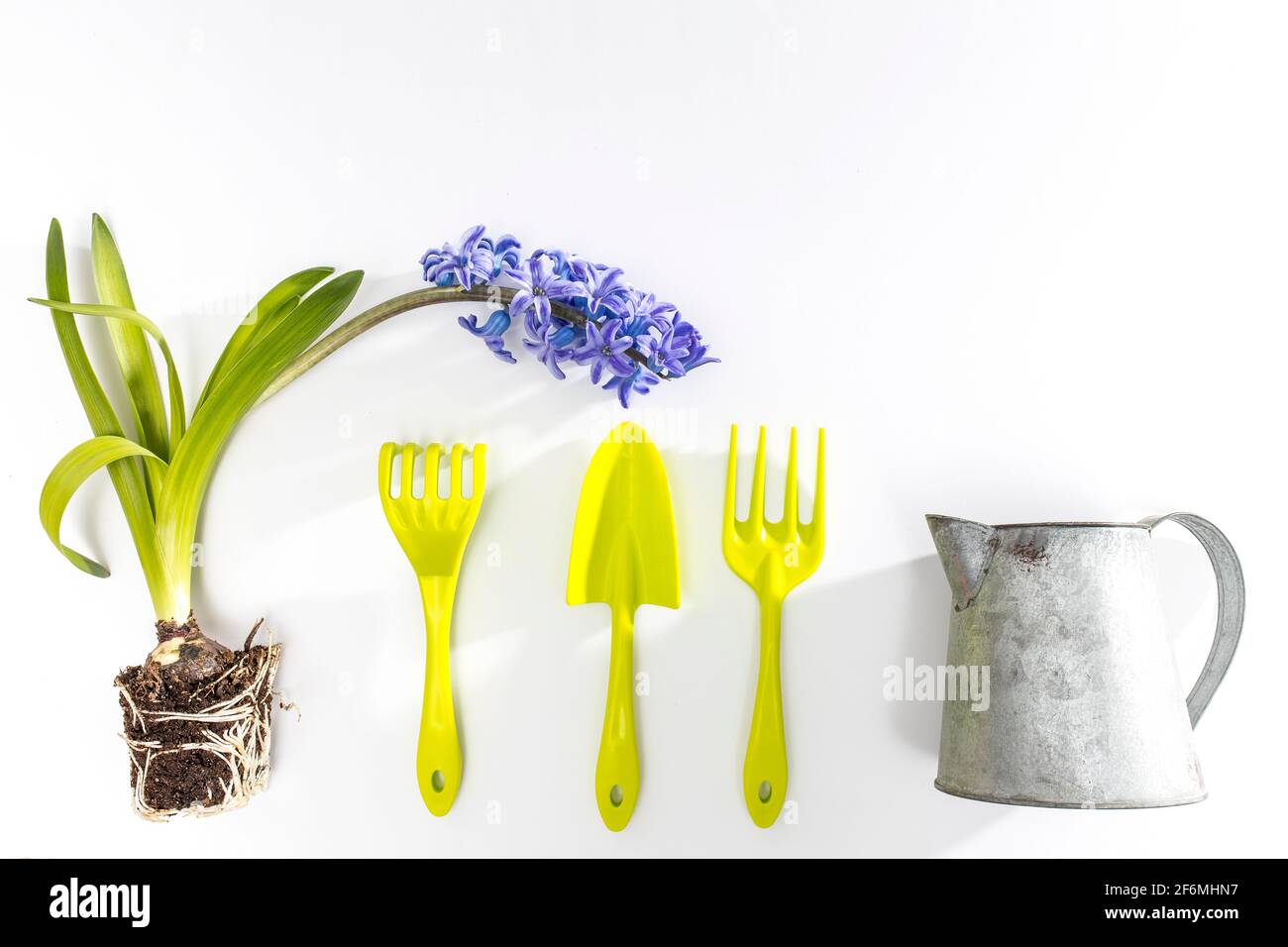 hyacinth plant with blue flowers, bulbs and roots on a white background ...