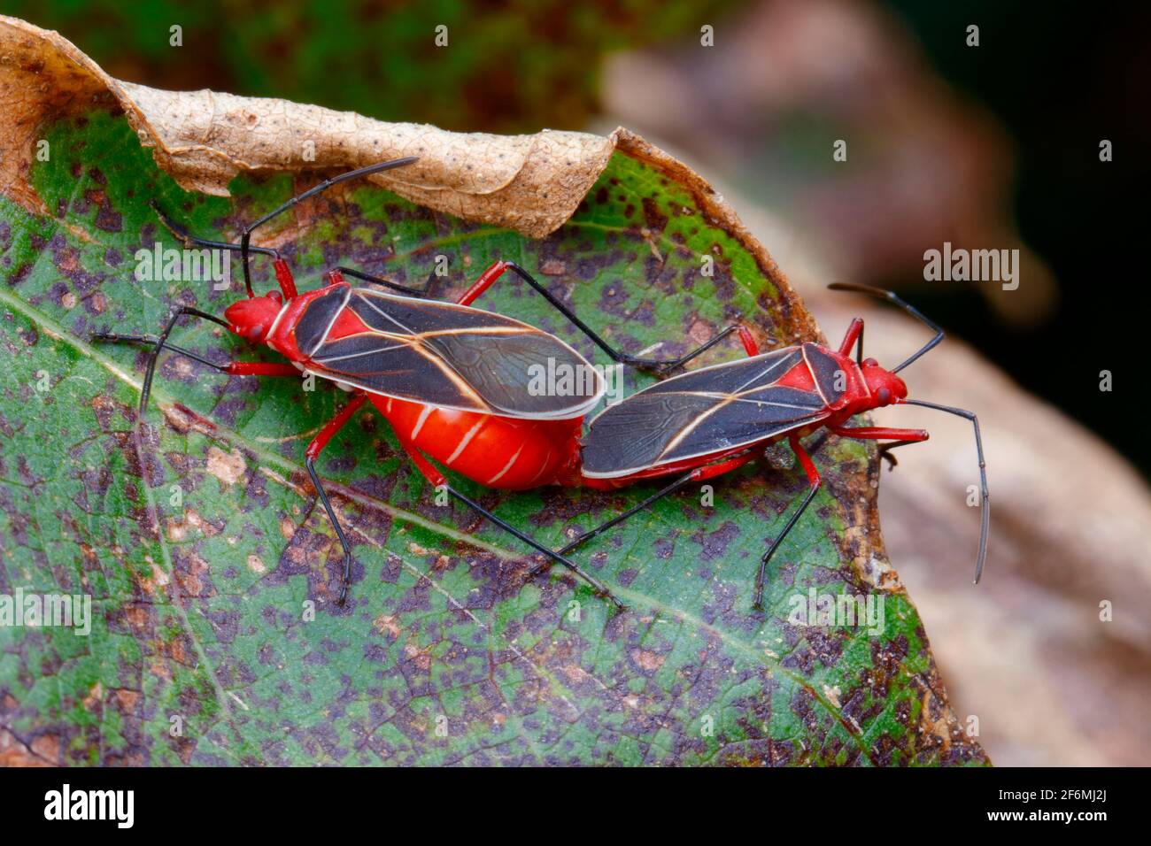 Mating adult cotton stainers hi-res stock photography and images - Alamy