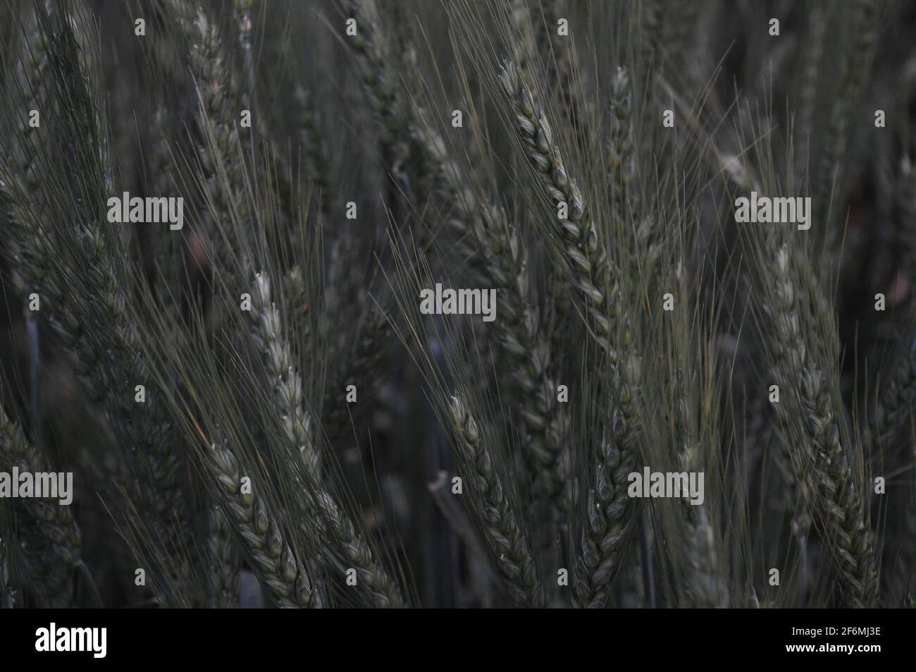 Crops flied hi-res stock photography and images - Alamy