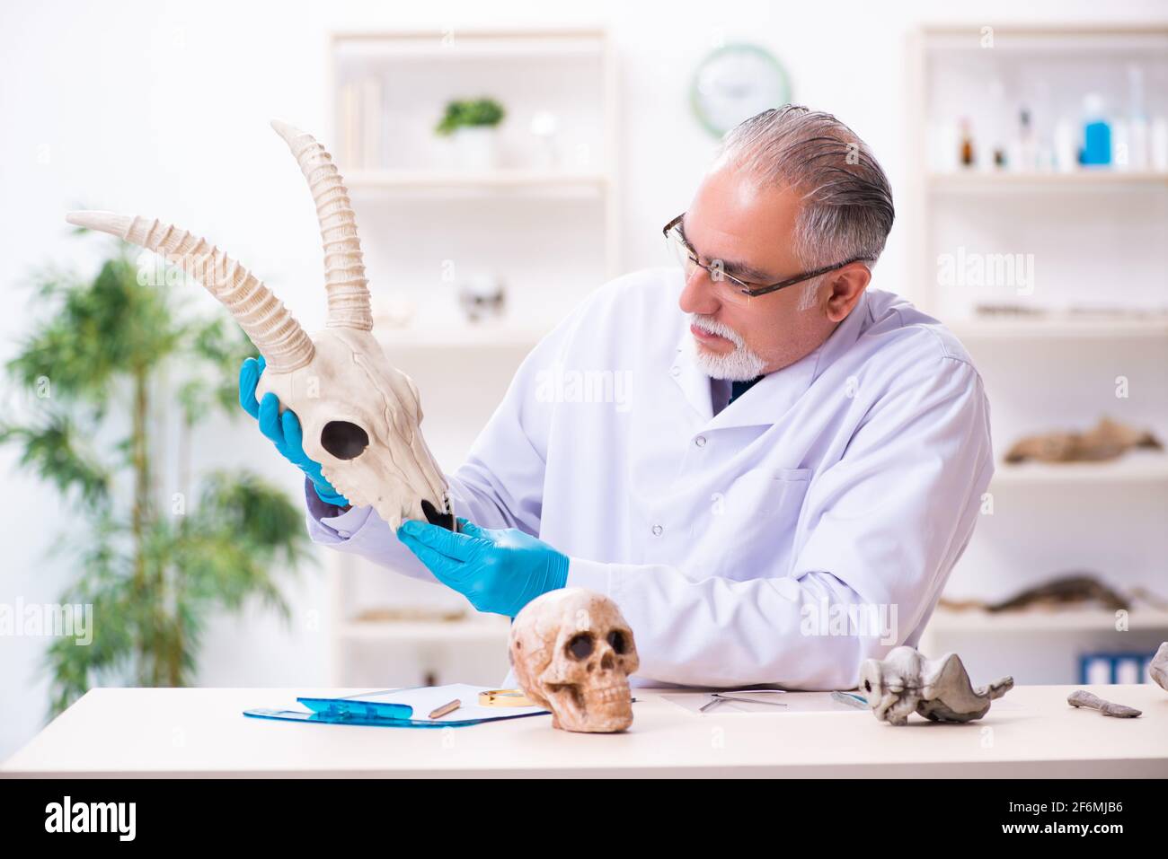 Old male paleontologist working in the lab Stock Photo - Alamy
