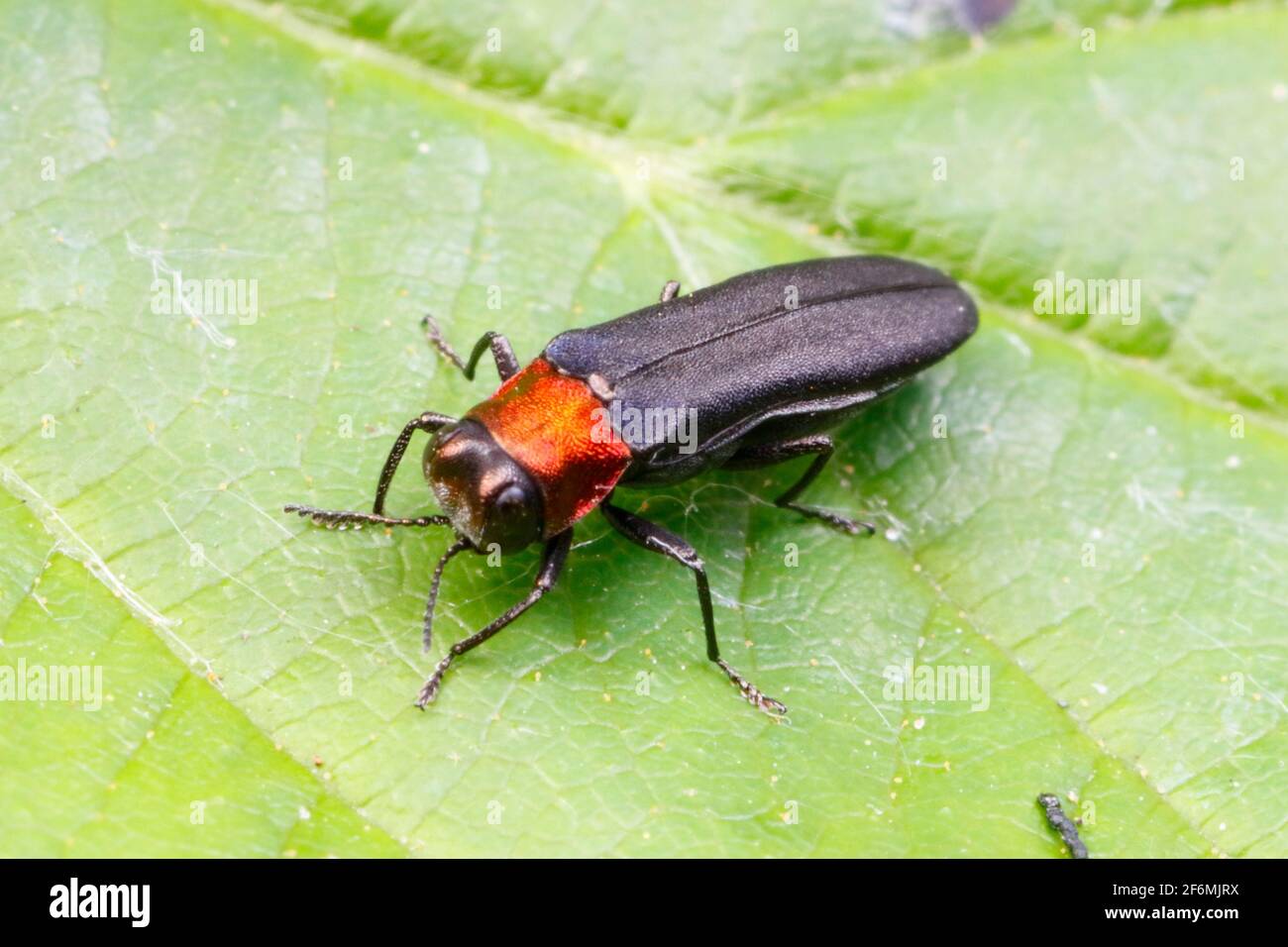 Red necked cane borer hi-res stock photography and images - Alamy